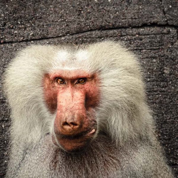 Primaten | DierenWiki - APEN, HALFAPEN EN MENSAPEN