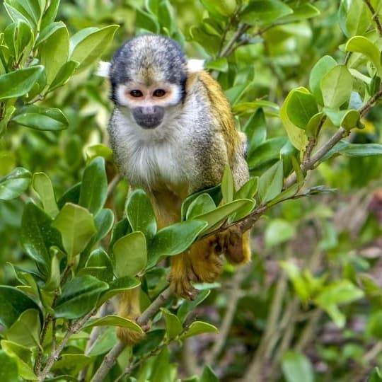 Apen | DierenWiki | Alles over Apen op DierenWiki