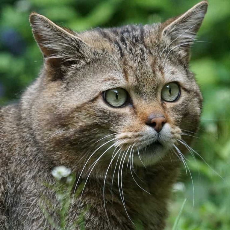 Feliformia | DierenWiki