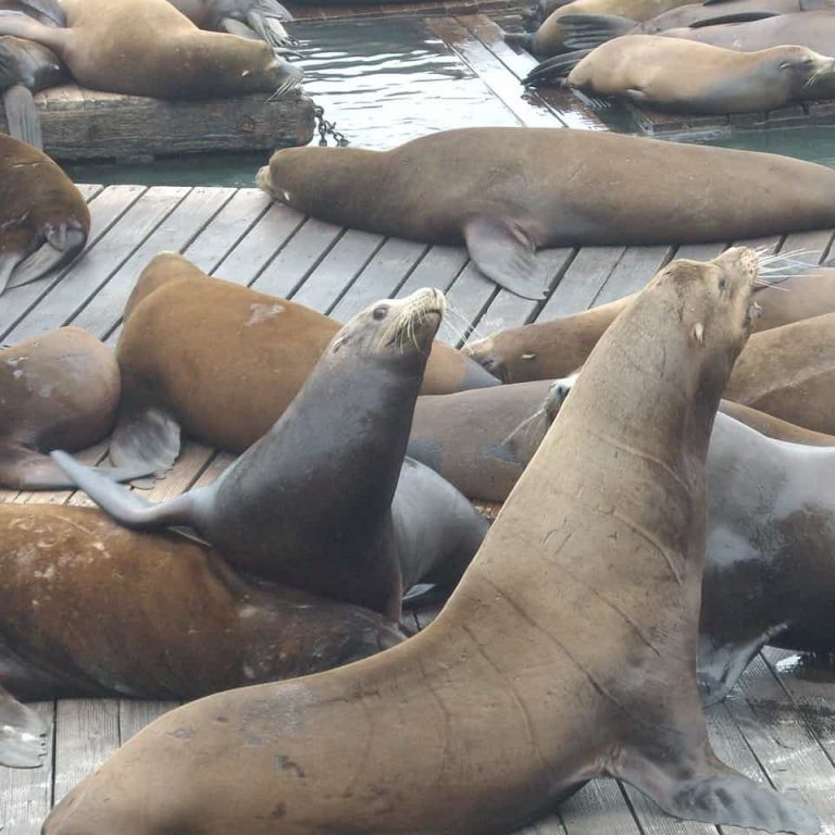 Caniformia | DierenWiki | Roofdieren | Caniformia