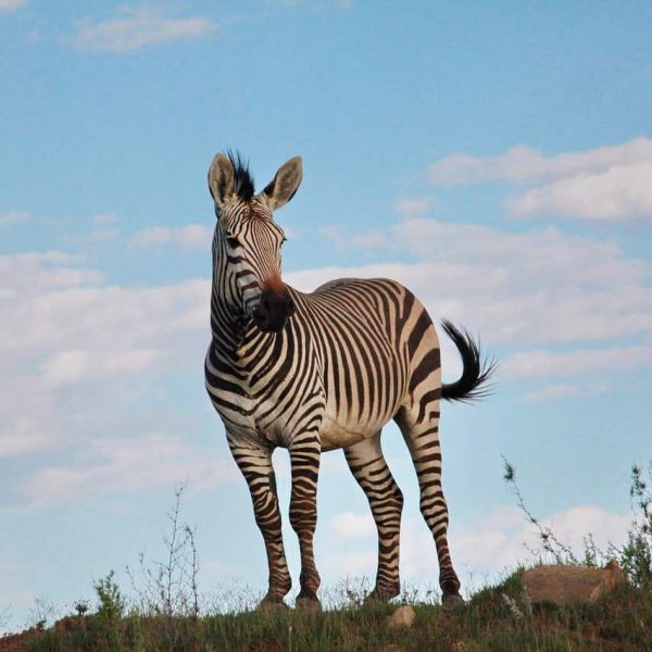 Paardachtigen | DierenWiki | Onevenhoevigen > Paardachtigen