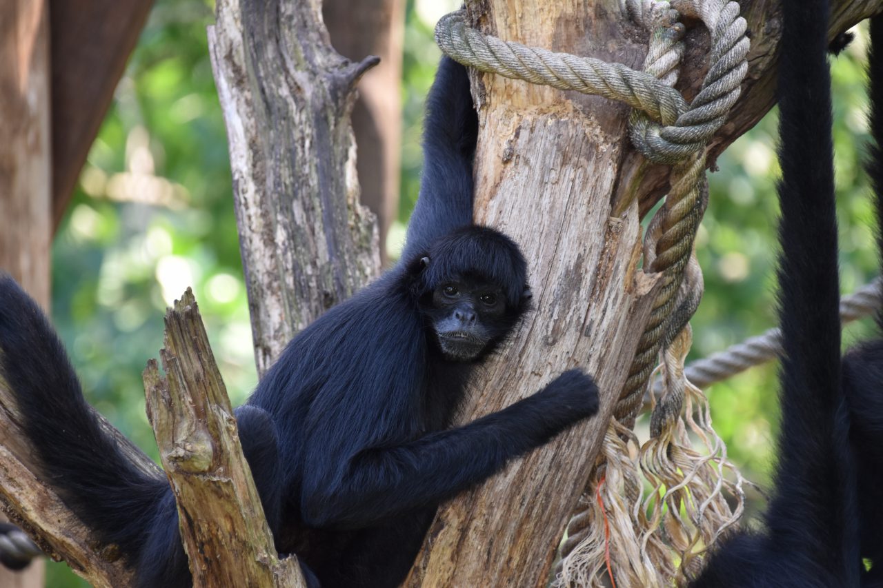 Columbiaanse Slingeraap | DierenWiki | Columbiaanse Slingeraap