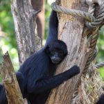 Columbiaanse Slingeraap | DierenWiki | Columbiaanse Slingeraap