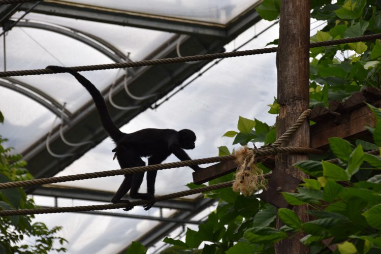 Columbiaanse Slingeraap | DierenWiki | Columbiaanse Slingeraap