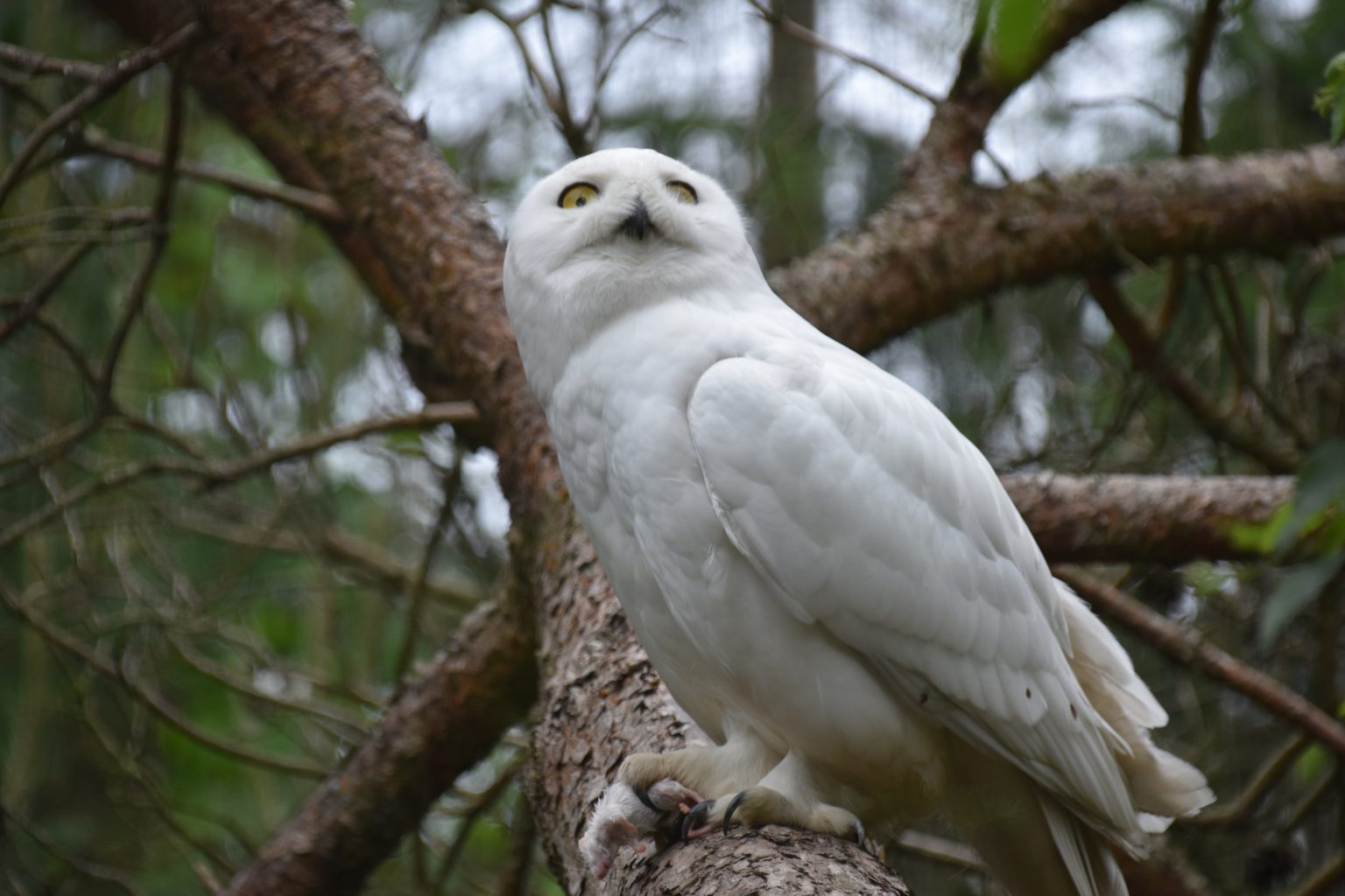 Uilen | DierenWiki | Dieren > Chordadieren > Vogels > Uilen