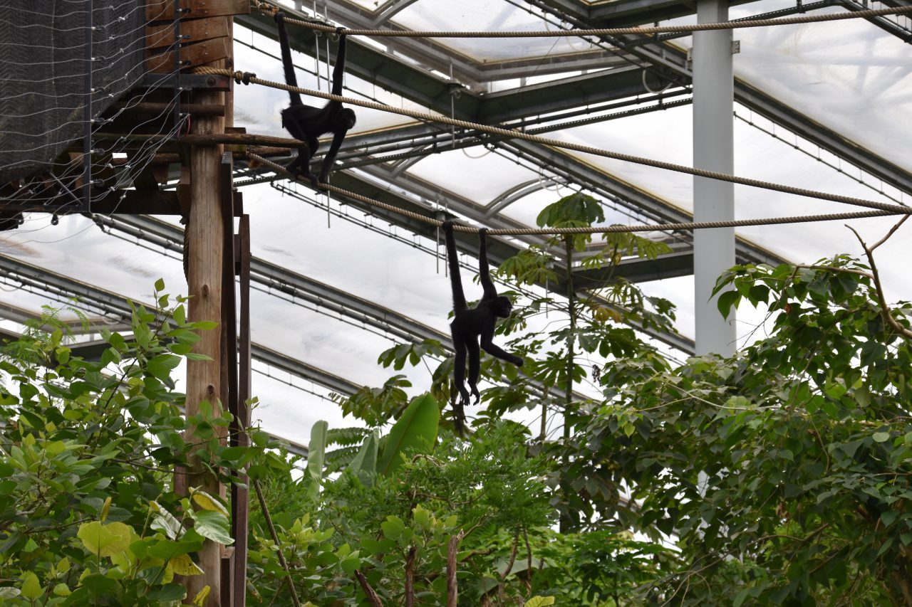 Slingerapen | DierenWiki | Primaten > Breedneusapen > Slingerapen