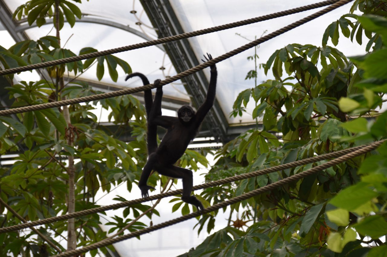 Columbiaanse Slingeraap | DierenWiki | Columbiaanse Slingeraap