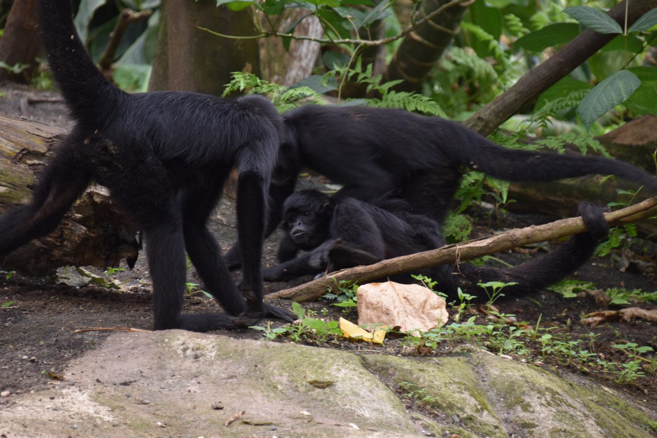 Columbiaanse Slingeraap | DierenWiki | Columbiaanse Slingeraap