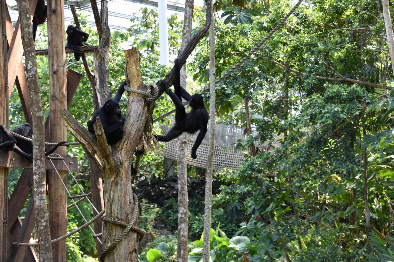Columbiaanse Slingeraap | DierenWiki | Columbiaanse Slingeraap