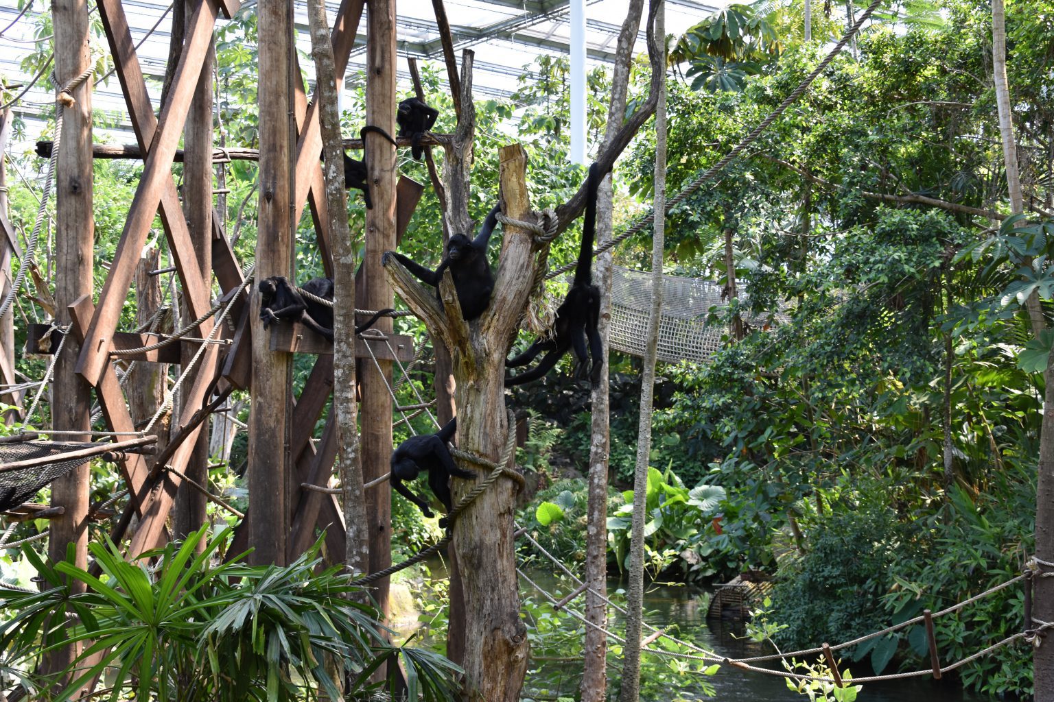 Columbiaanse Slingeraap | DierenWiki | Columbiaanse Slingeraap