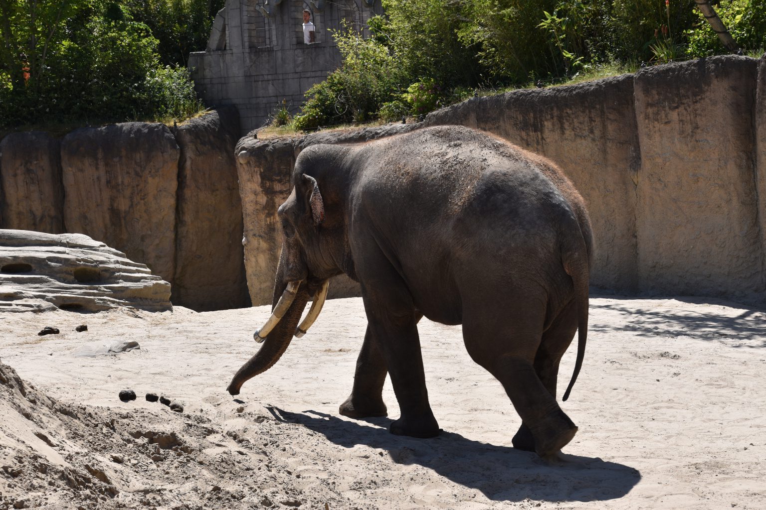 Aziatische Olifant | DierenWiki | Olifanten | Aziatische Olifant