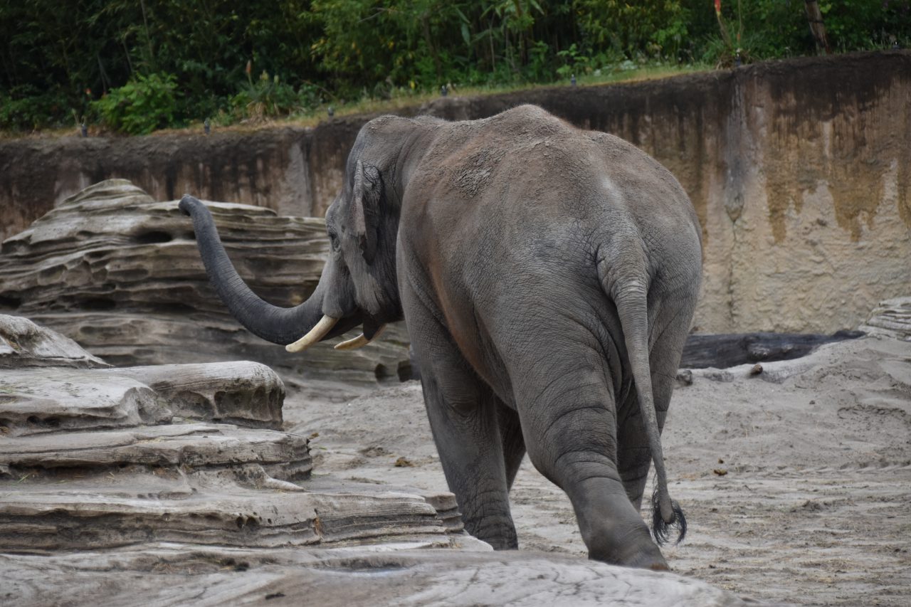 Aziatische Olifant | DierenWiki | Olifanten | Aziatische Olifant