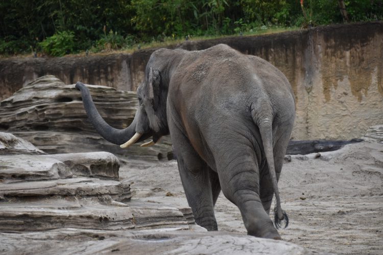 Aziatische Olifant | DierenWiki | Olifanten | Aziatische Olifant
