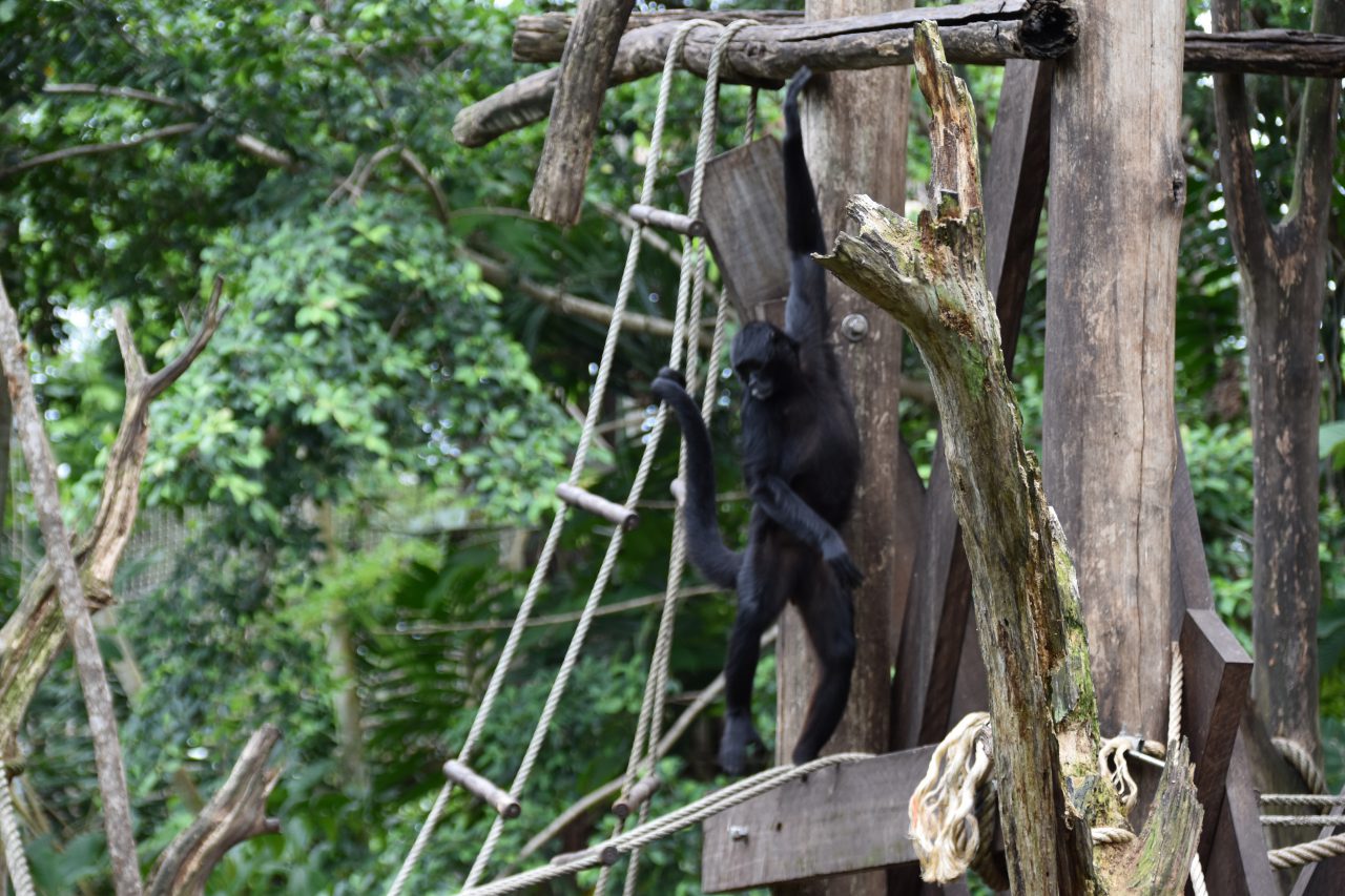 Columbiaanse Slingeraap | DierenWiki | Columbiaanse Slingeraap