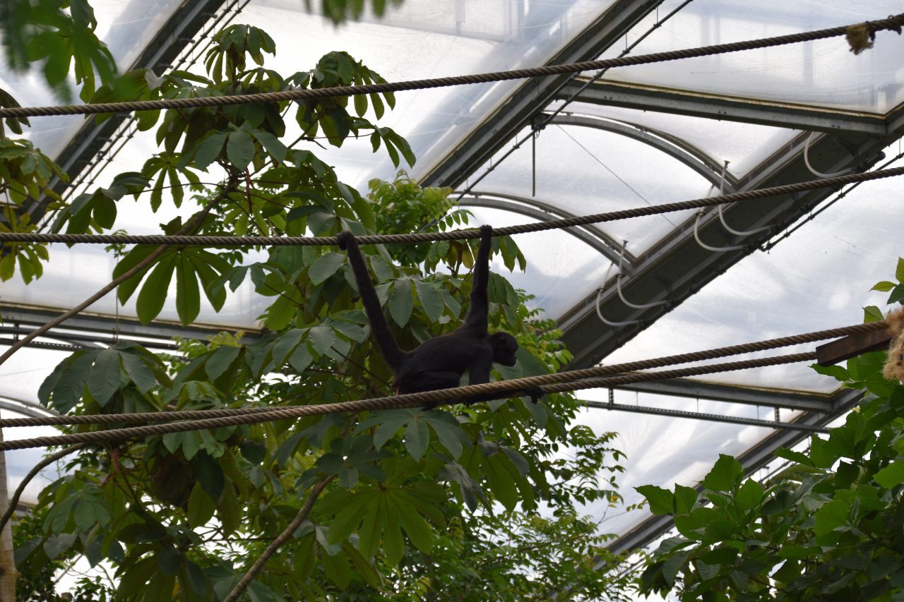 Columbiaanse Slingeraap | DierenWiki | Columbiaanse Slingeraap