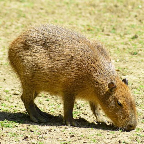 Home | DierenWiki - Informatie & Spreekbeurten Dieren