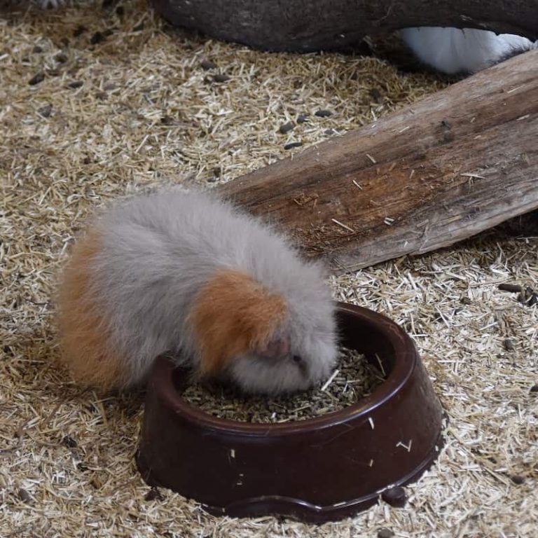 Degoe | DierenWiki | Degoe s