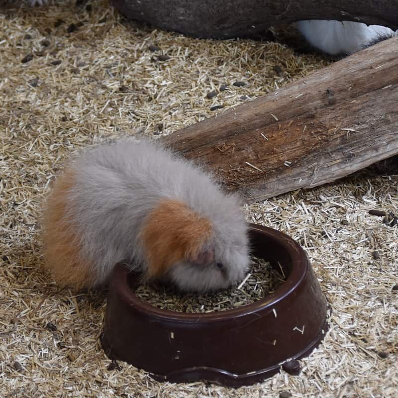 Cavia-achtigen | DierenWiki | Knaagdieren > Cavia-achtigen