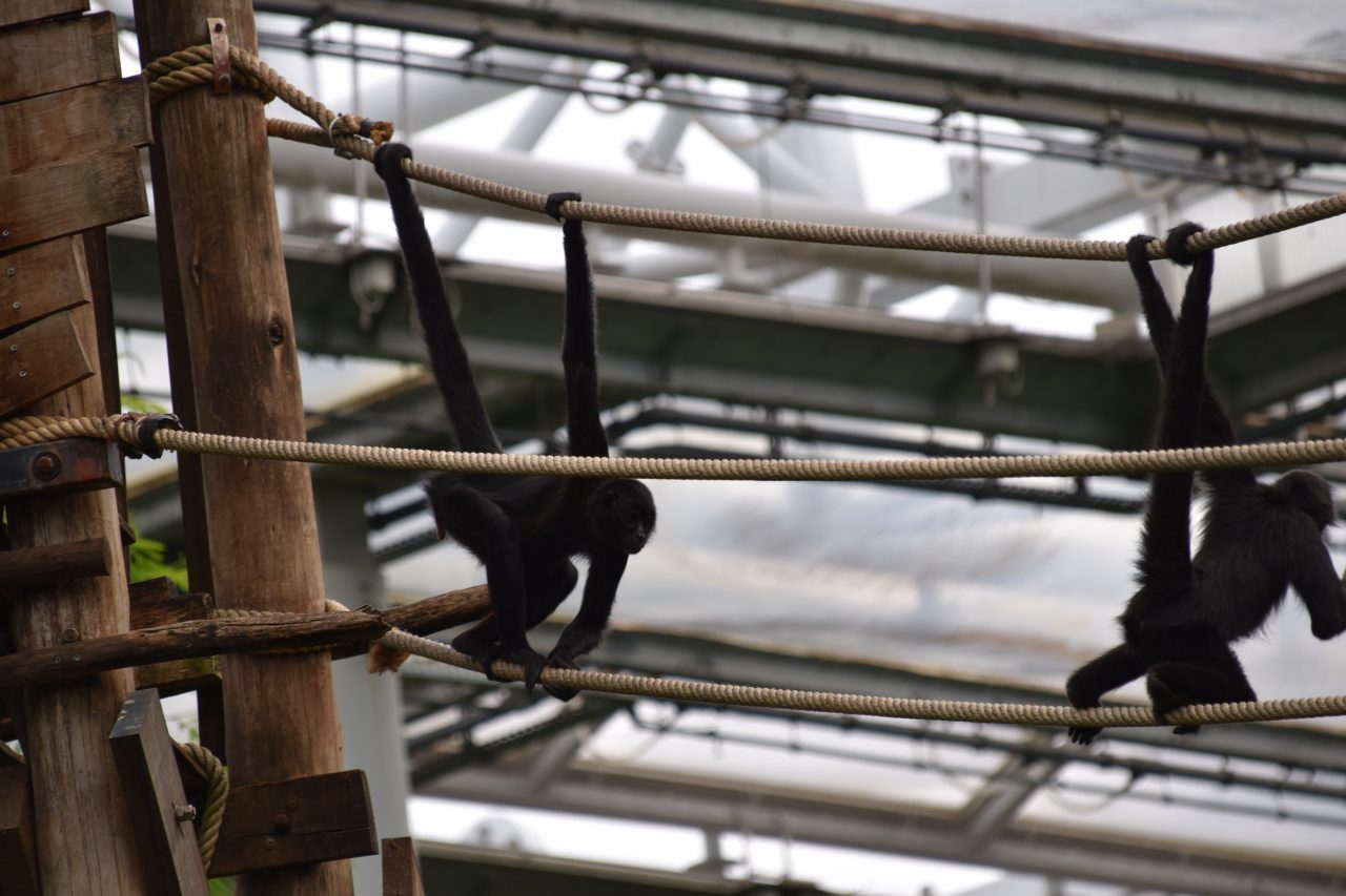 Columbiaanse Slingeraap | DierenWiki | Columbiaanse Slingeraap