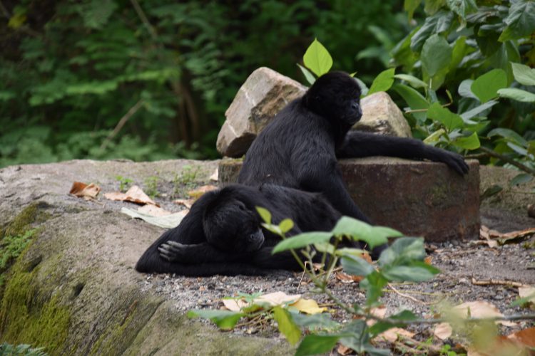Slingerapen | DierenWiki | Primaten > Breedneusapen > Slingerapen