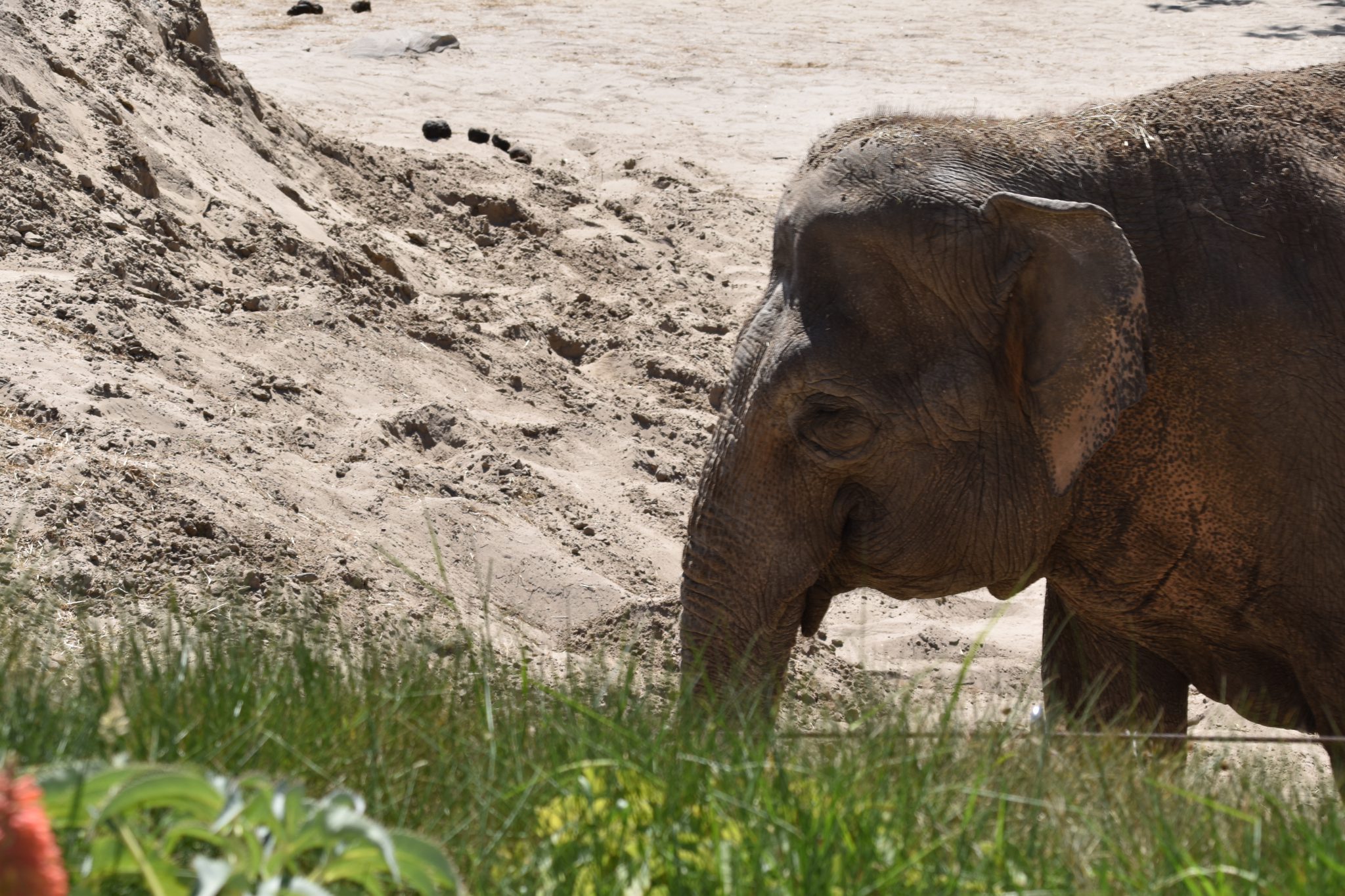 Aziatische Olifant | DierenWiki | Olifanten | Aziatische Olifant