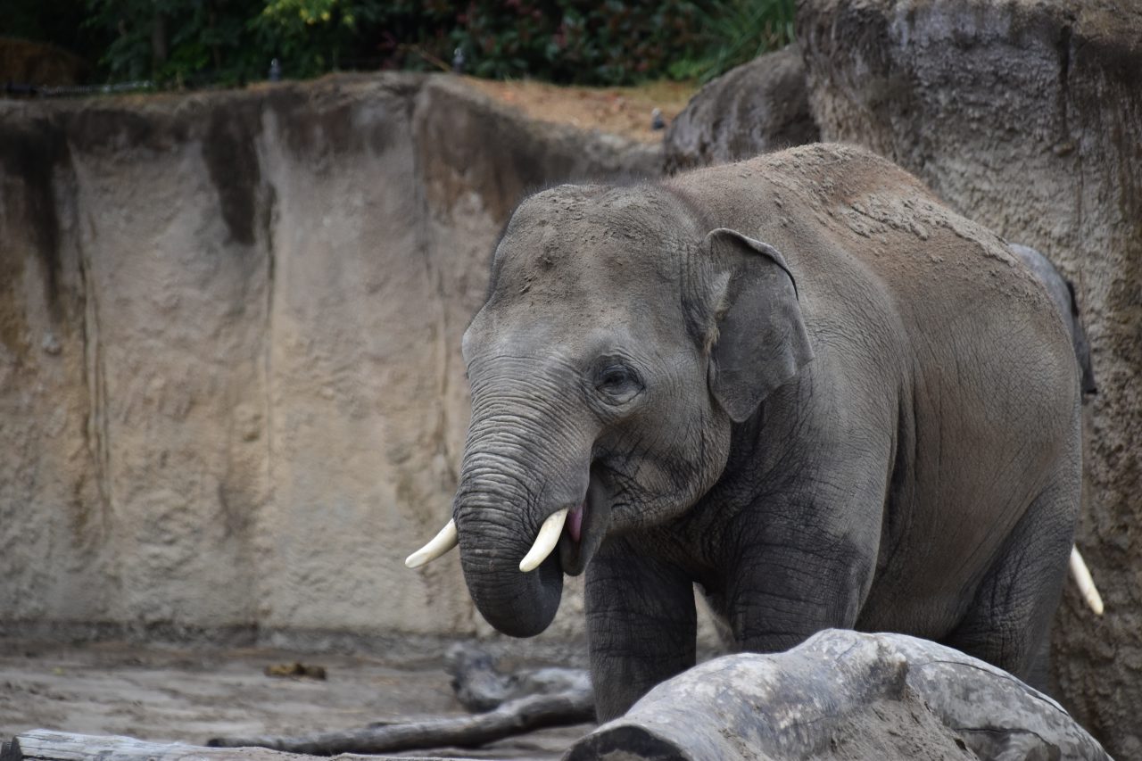 Aziatische Olifant | DierenWiki | Olifanten | Aziatische Olifant