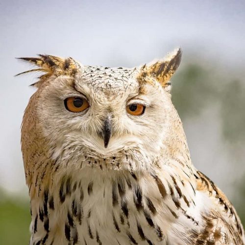 Uilen | DierenWiki | Dieren > Chordadieren > Vogels > Uilen