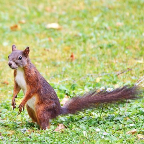 Degoe | DierenWiki | Degoe s