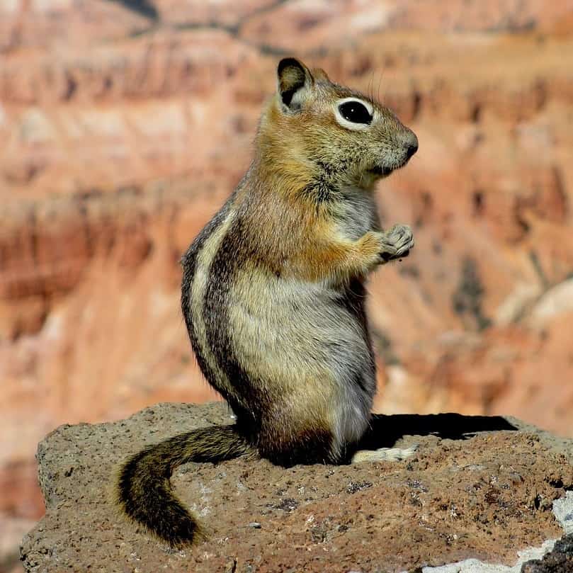 Grondeekhoorns | DierenWiki | Eekhoorns > Xerinae > Grondeekhoorns