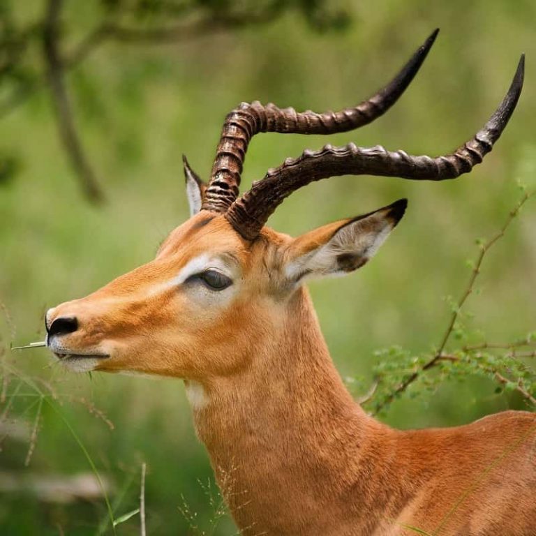 Antilopen | DW | DierenWiki | Evenhoevigen | Antilopen