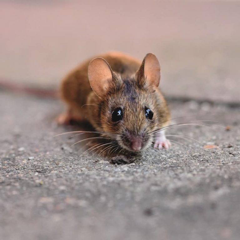 Muis als huisdier | DierenWiki - Knaagdieren - De Muis