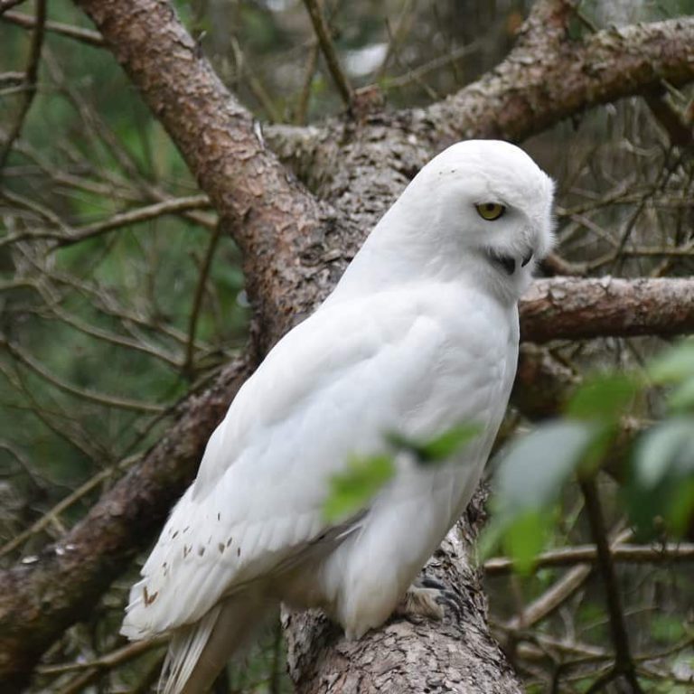 Echte uilen | DierenWiki | Vogels > Uilen > Echte uilen