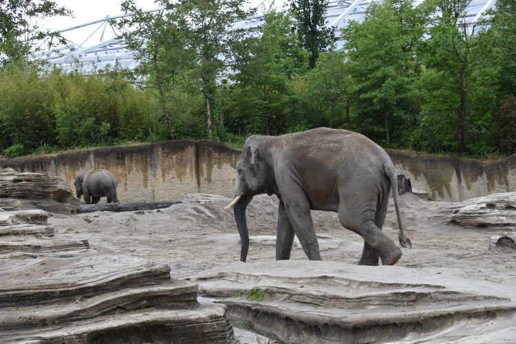 Aziatische Olifant | DierenWiki | Olifanten | Aziatische Olifant