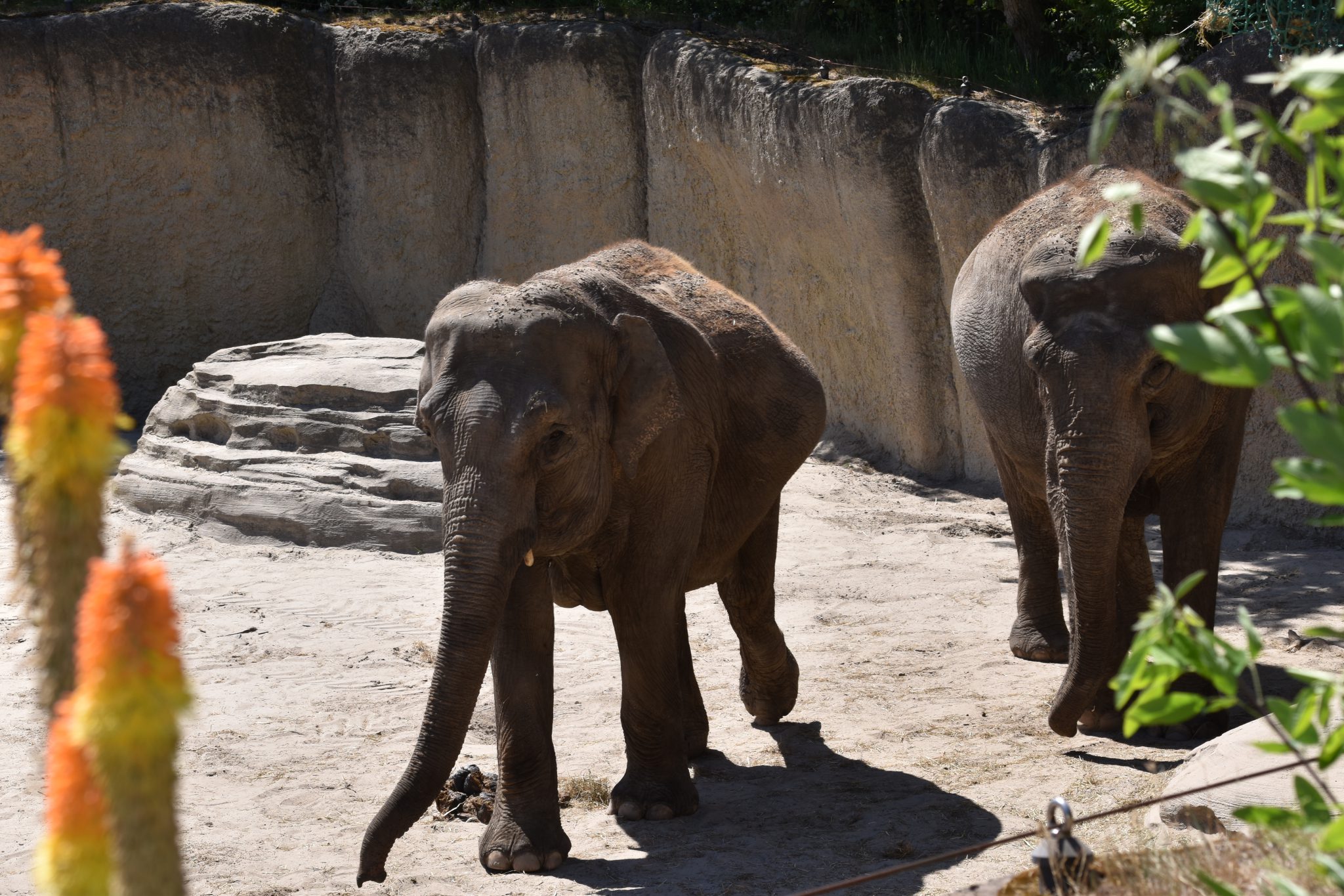 Aziatische Olifant | DierenWiki | Olifanten | Aziatische Olifant