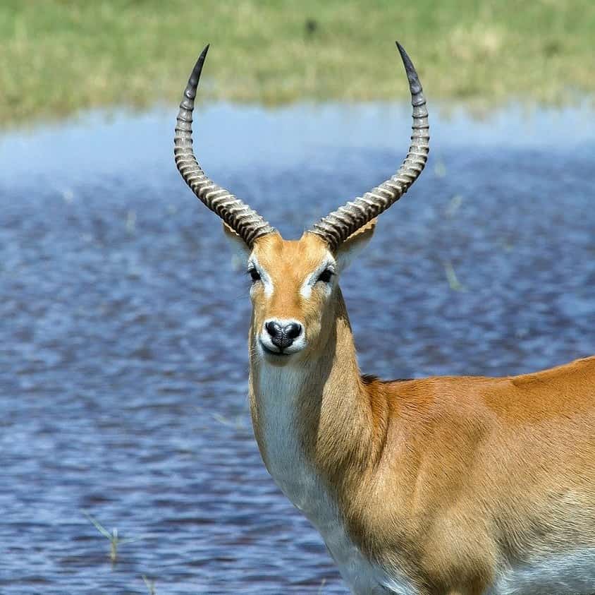 Waterbok | DierenWiki | Zoogdieren > Hoefdieren > Waterbok