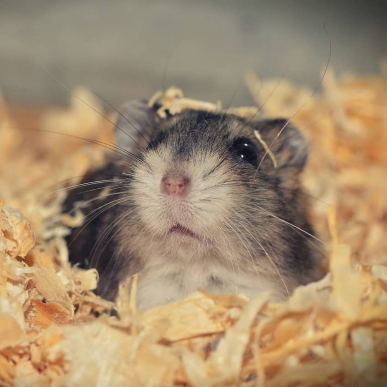 Degoe | DierenWiki | Degoe s