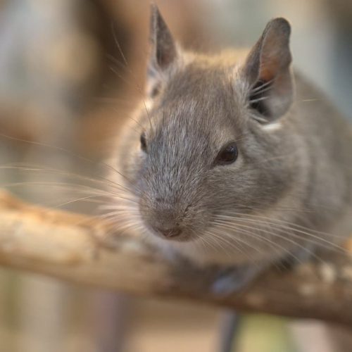 Muis als huisdier | DierenWiki - Knaagdieren - De Muis