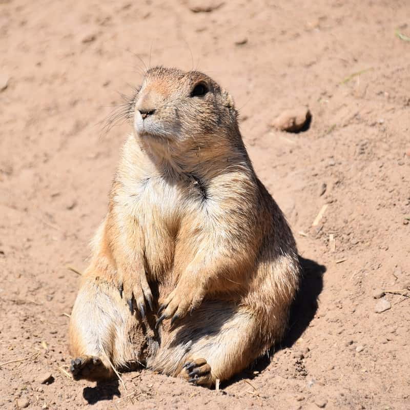 Xerinae | DierenWiki | Eekhoorns | Onderfamilie | Xerinae