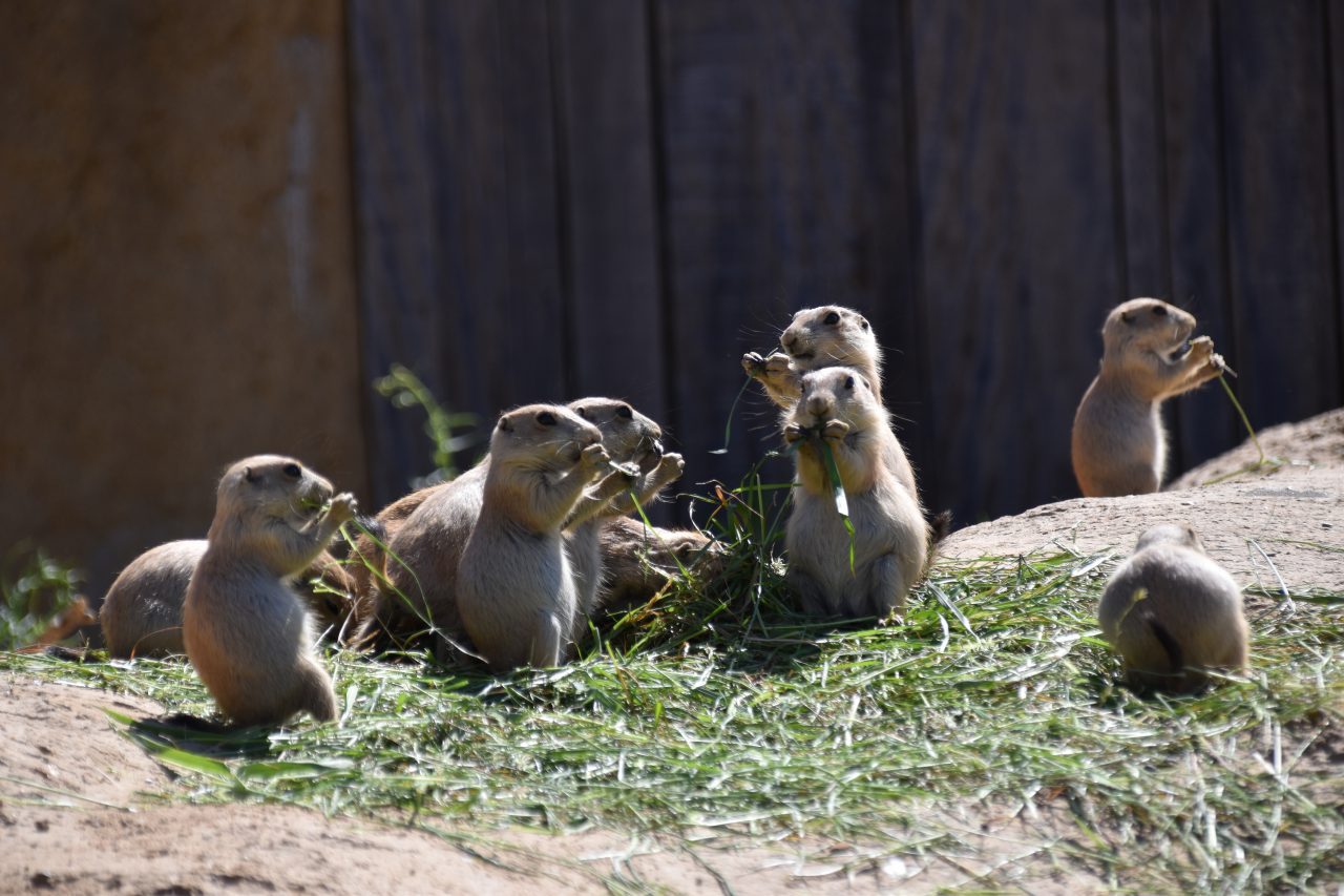 Prairiehonden | DierenWiki | Knaagdieren > Prairiehonden