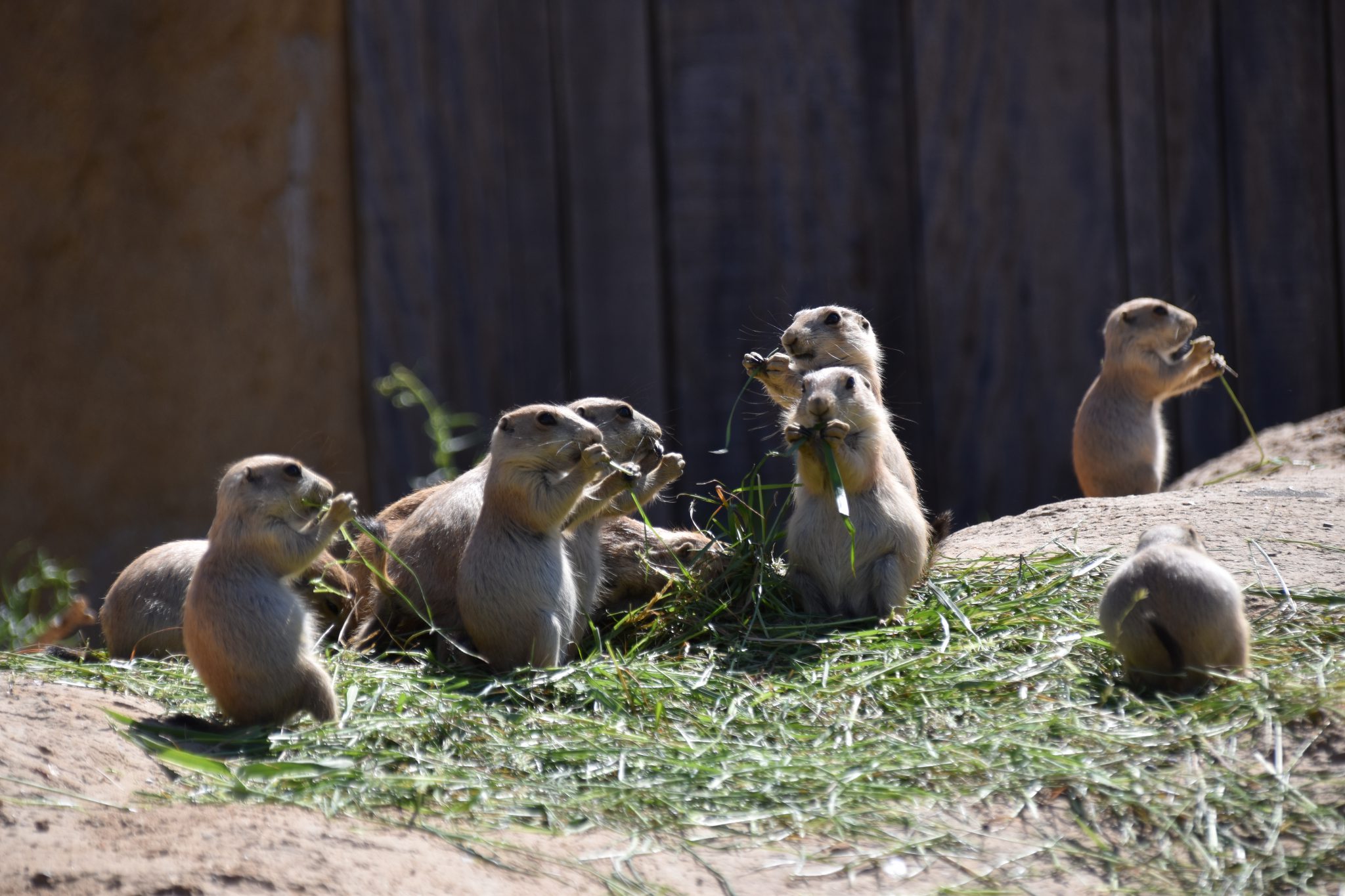 Prairiehonden | DierenWiki | Knaagdieren > Prairiehonden