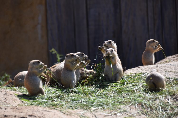 Prairiehonden | DierenWiki | Knaagdieren > Prairiehonden