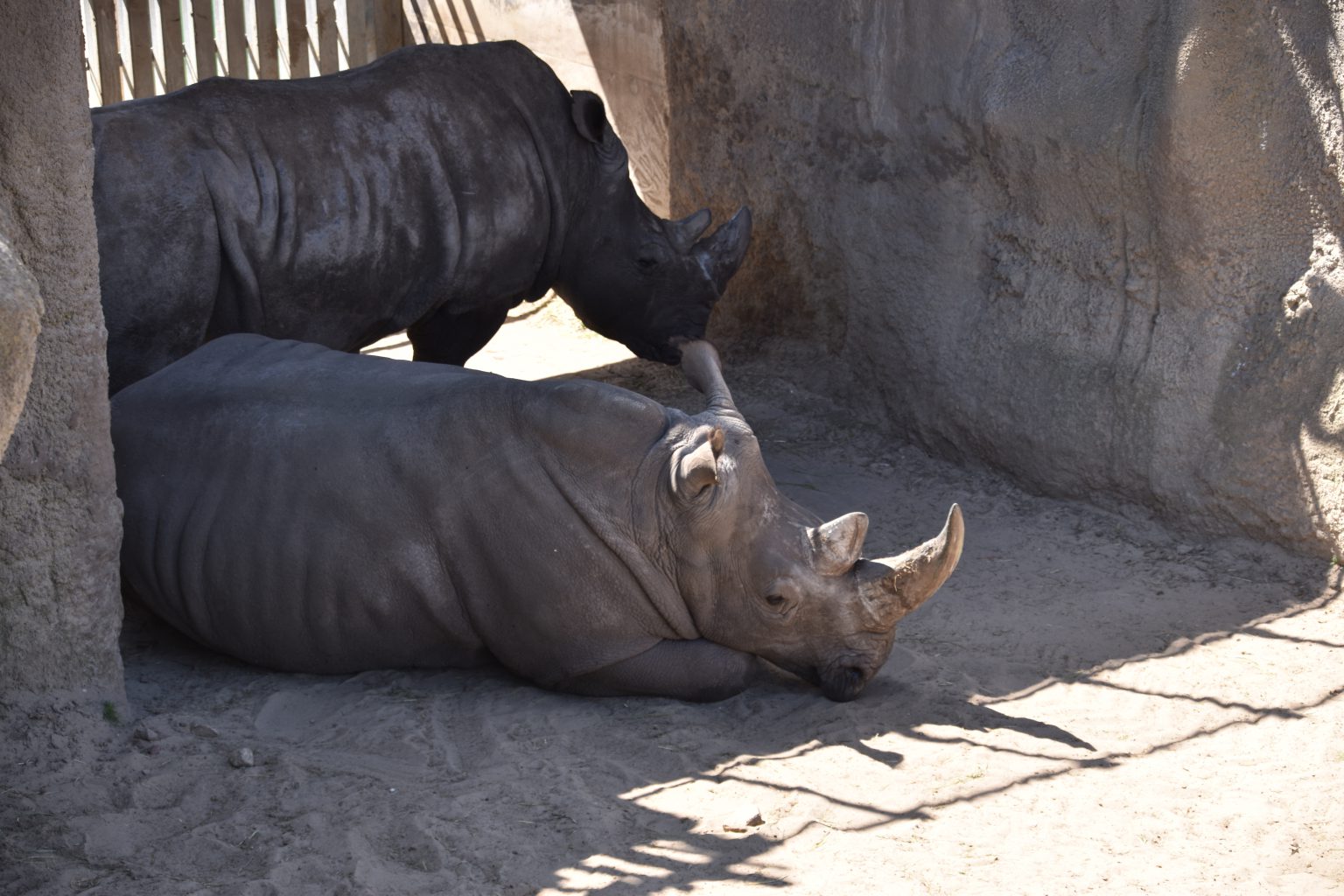 Neushoorns | DierenWiki | De Neushoorn