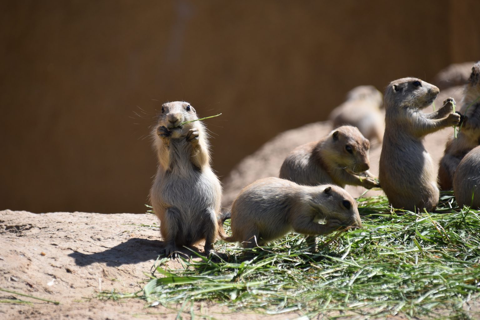 Prairiehonden | DierenWiki | Knaagdieren > Prairiehonden