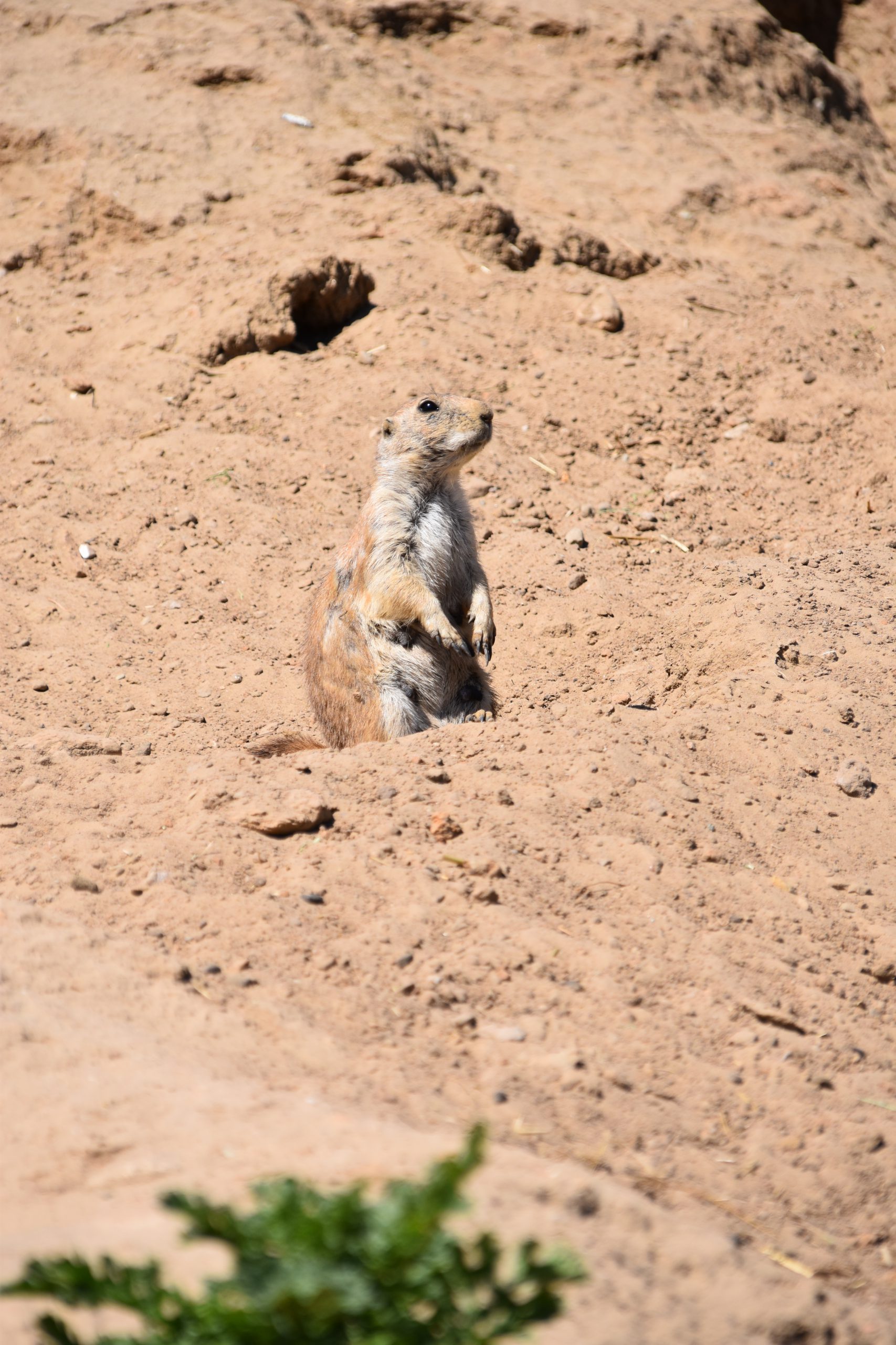 Prairiehonden | DierenWiki | Knaagdieren > Prairiehonden