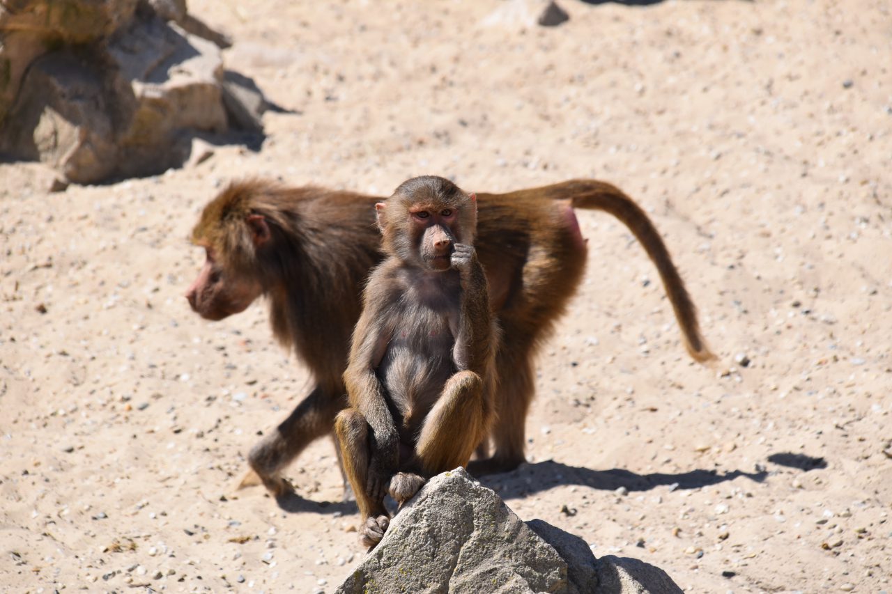 Bavianen | DierenWiki | Primaten > Apen > Bavianen