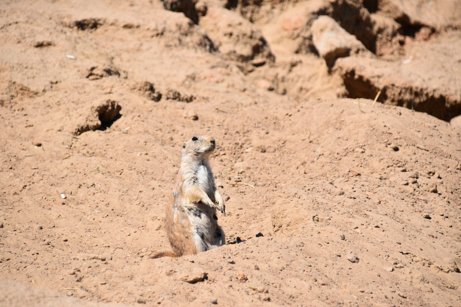 Prairiehonden | DierenWiki | Knaagdieren > Prairiehonden