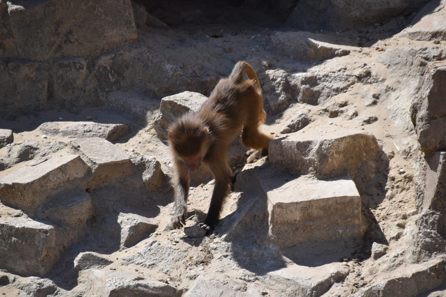 Bavianen | DierenWiki | Primaten > Apen > Bavianen