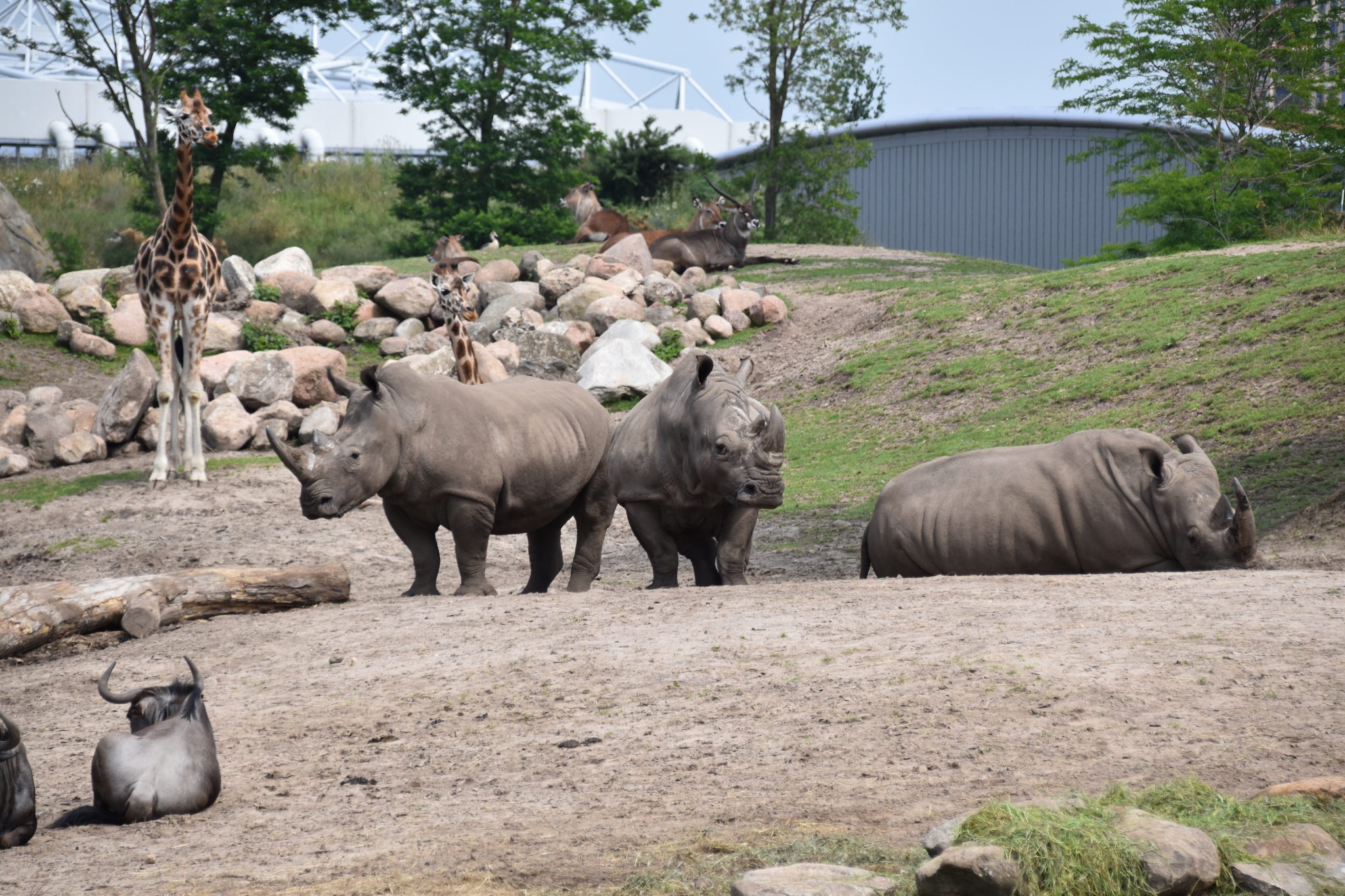 Neushoorns | DierenWiki | De Neushoorn