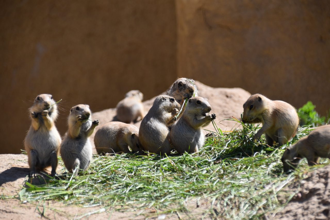 Prairiehonden | DierenWiki | Knaagdieren > Prairiehonden
