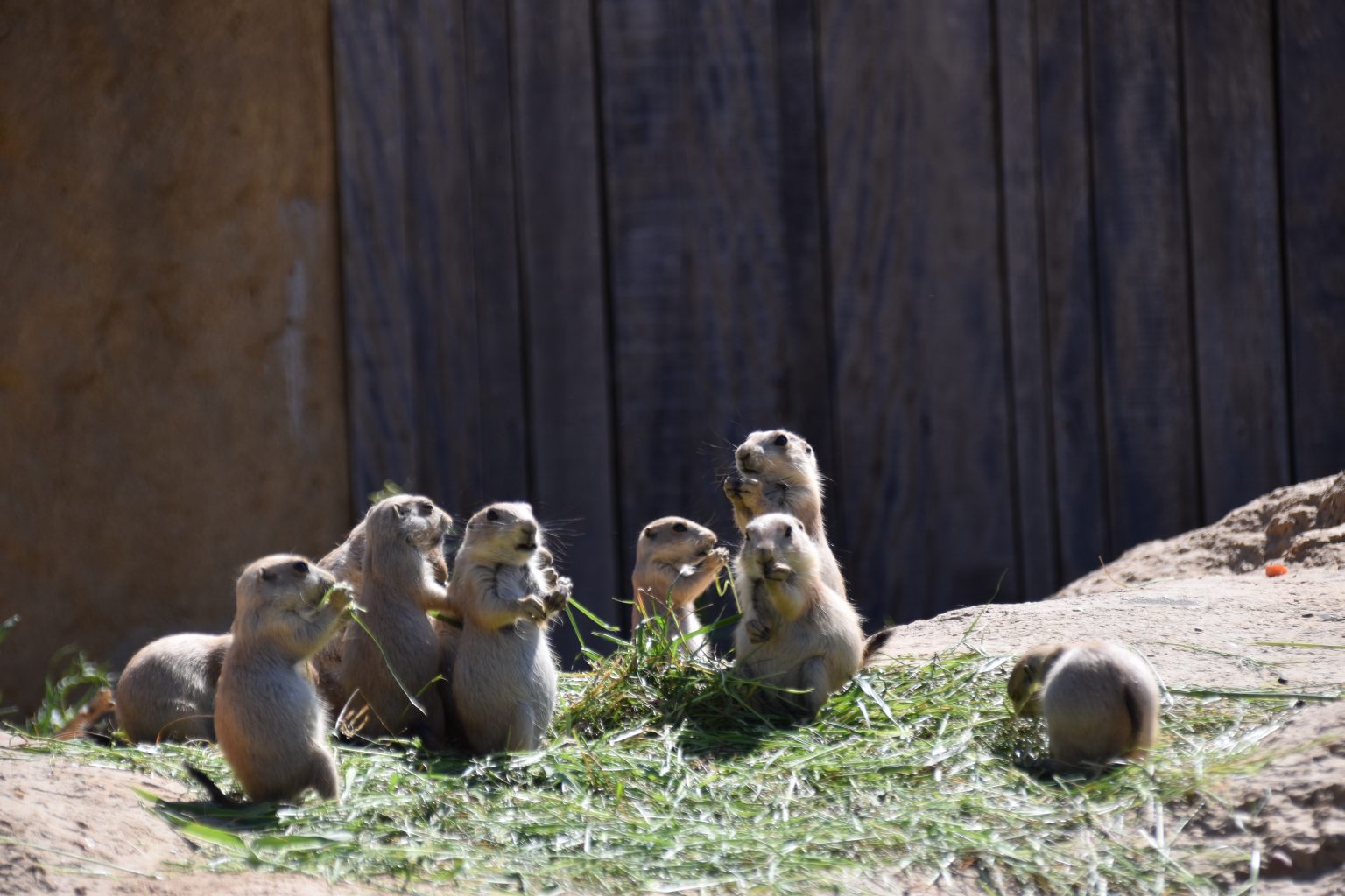 Prairiehonden | DierenWiki | Knaagdieren > Prairiehonden